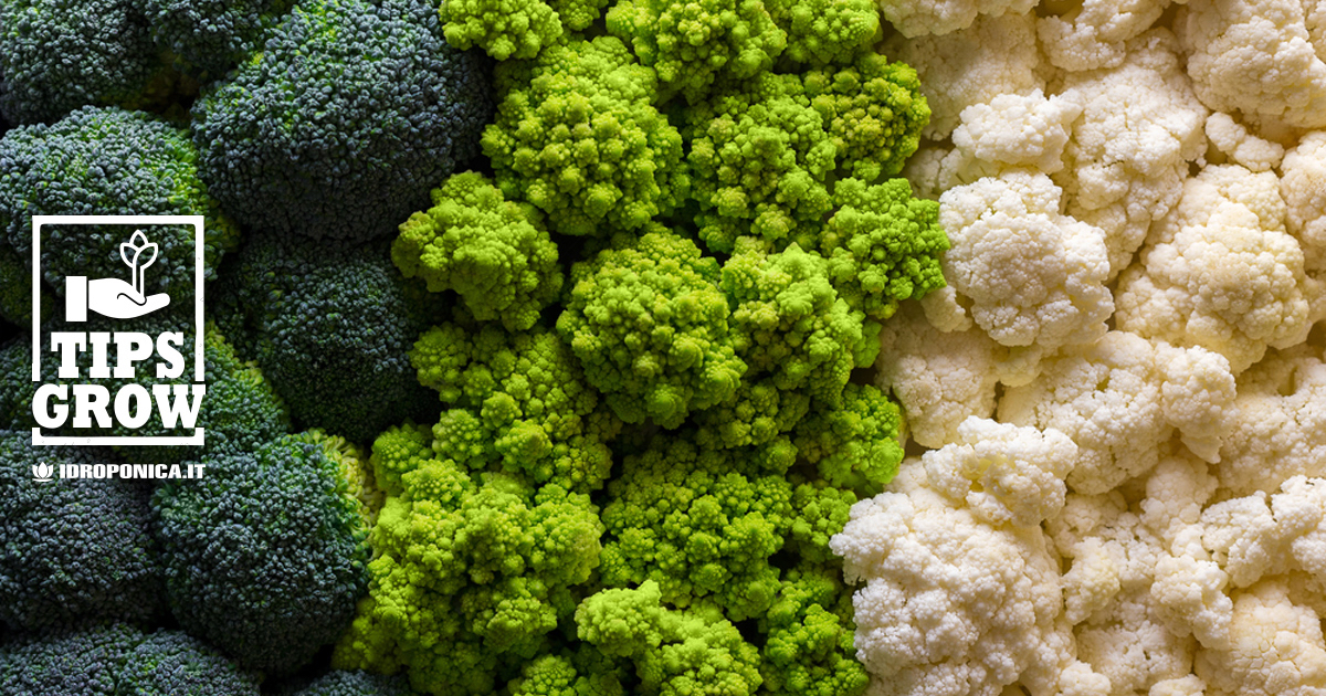 Growing cauliflower and broccoli: the step by step guide