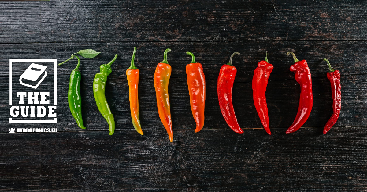 Chillies: what is the Scoville spiciness scale?